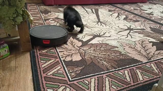 Кролик Маркс и робот-пылесос