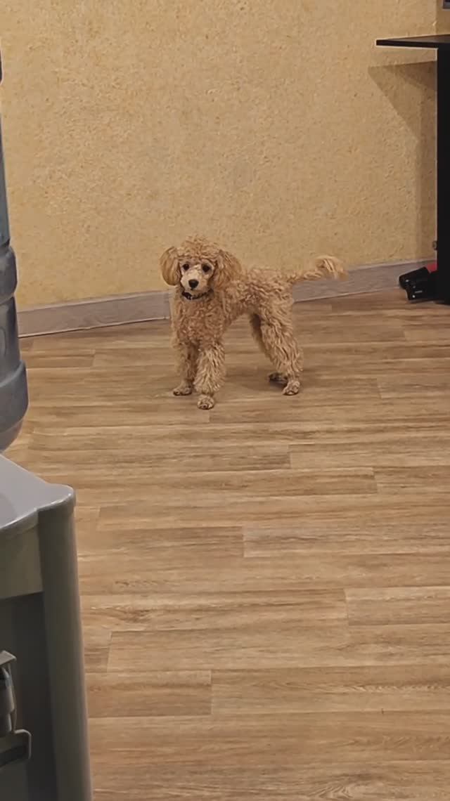 Мая обнаружила неизведанную игрушку