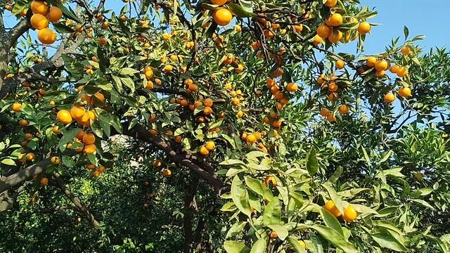 Какие мандарины самые сладкие?