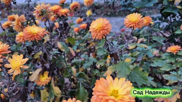 Дача. Последние дни осени. 25 ноября.