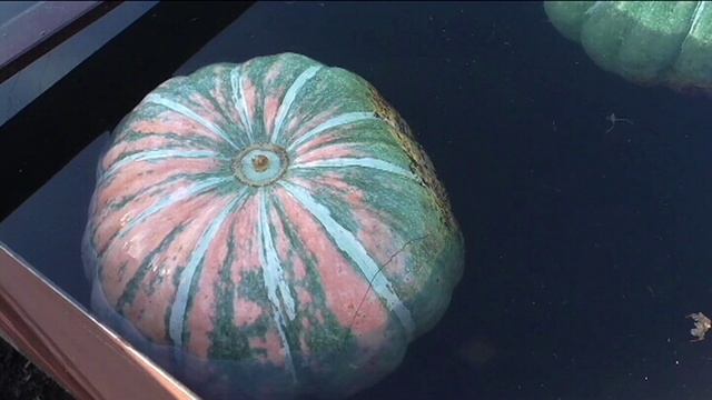 Выращивание тыквы и кабачков