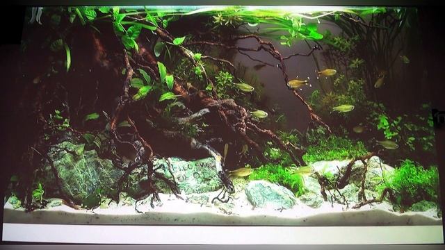 Тематический аквариум и аквариум-история Мазурек Елена Анатольевна