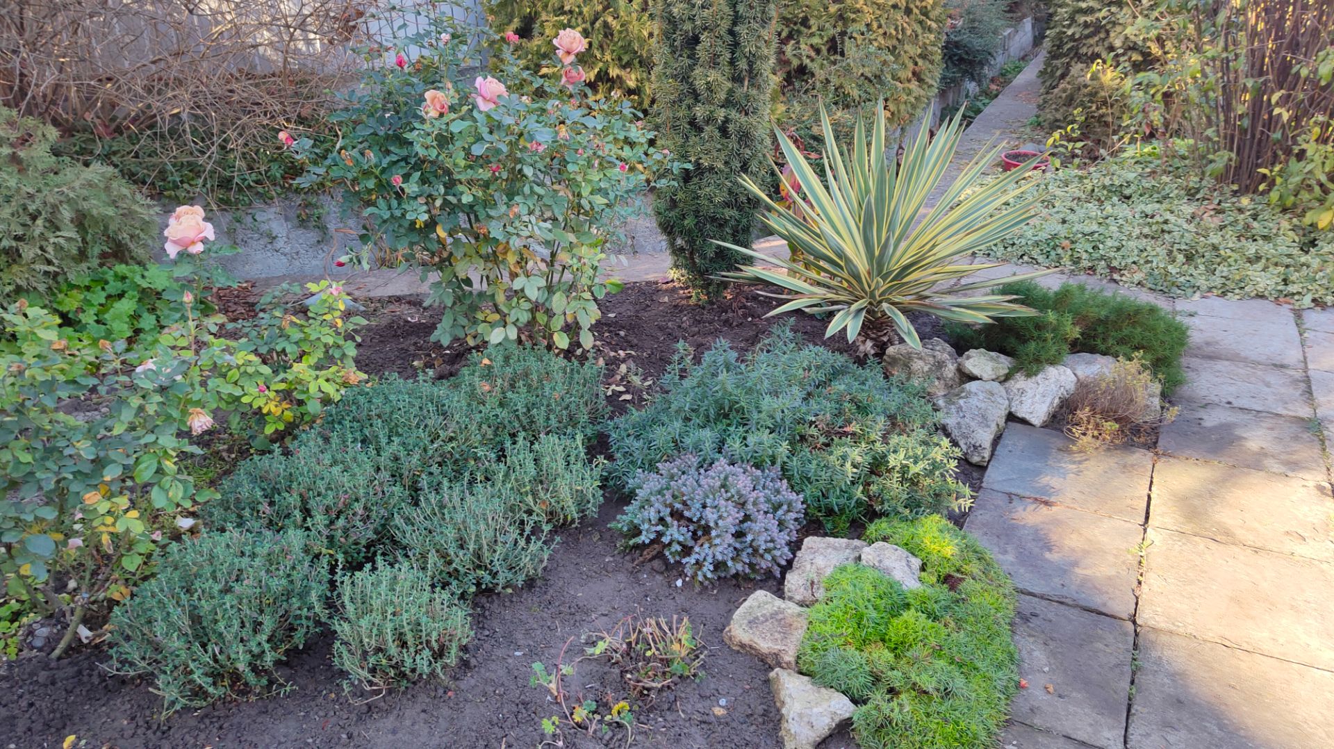 Пересадки на клумбе с розами Коко локо у входа в сад. 24.11.2025 г. Пятигорск, зона 6б.