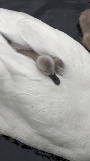 Немного красоты