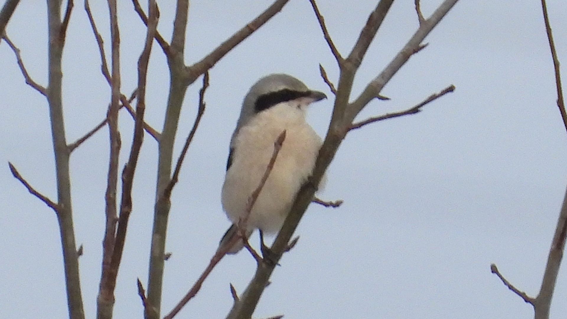 Красная Книга Новгородской области, Серый Сорокорут, наблюдение птиц 25 ноября 2025