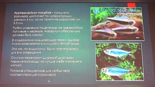 Содержание и разведение Hyphessobrycon margitae в домашнем аквариуме Бакалов Антон Николаевич