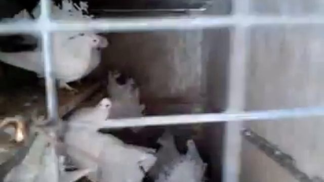 Белые павлины 2018