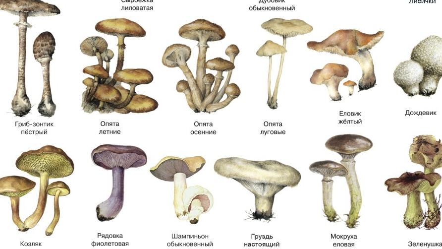 10 самых вкусных ГРИБОВ МИРА