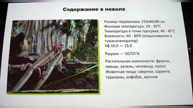 Содержание, адаптация и экспонирование пятнистой агамы-бабочки Leiolepis guttata (Reptilia,Agamidae