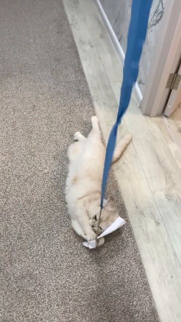 Играем с котяоооо