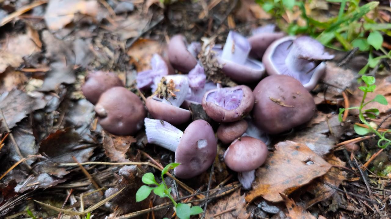 Грибы для Том Яма в Подмосковье! Сбор позднеосенних грибов в конце октября