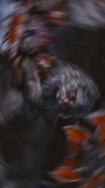 эдит про щербатую)