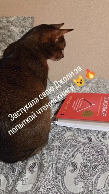 А какие книги читает ваша кошка? #смешныекоты #юмор #питомцы #животные #котики #втоп #рекомендации