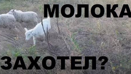 ОЧЕНЬ  ВКУСНОЕ  МОЛОКО,
для всех  желающих!