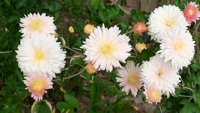 хризантема розово-белая корейская