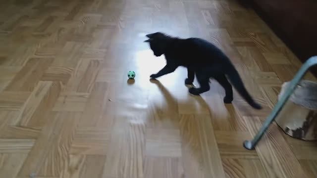 Футбол с котенком