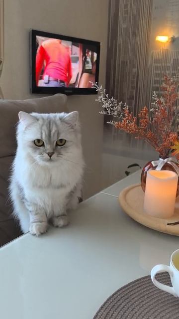 Хочу проверить, что у вас здесь.  https://rutube.ru/video/afe57e3a4e97c1670b1e9bb81f24cc49/