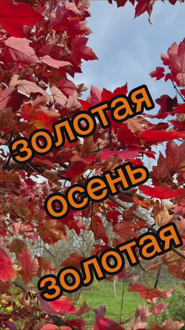 Клип | Золотая осень, золотая | Краснодарский дендрарий#мирувлечений#релакс