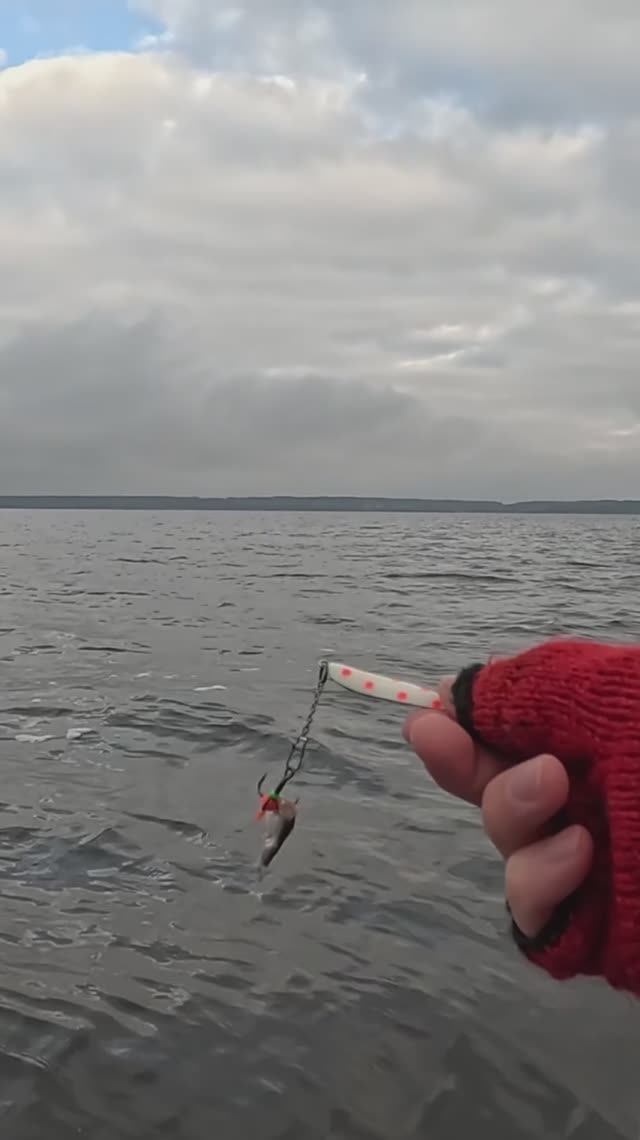 На заряженные клюет лучше!