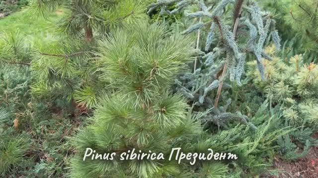Pinus sibirica Президент