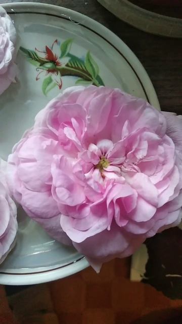 26 апреля 2024 г.