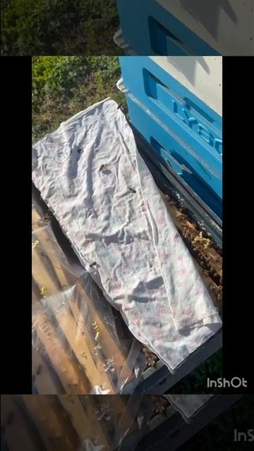 Айтнаматова