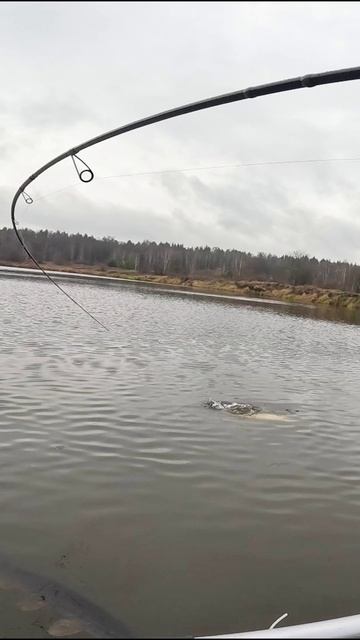 ЭТА ЕЩЁ КРУПНЕЕ. Рыбалка