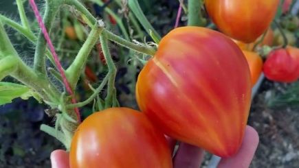 Томат Абрикосовое сердце зебры. Красивый и вкусный экзот. Выбор на дачный сезон 2024 часть 2