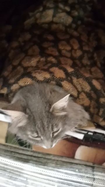 Кисонька  жива,но пока не кушает.Перекрут кишечника,капросиазы.На карельницах.