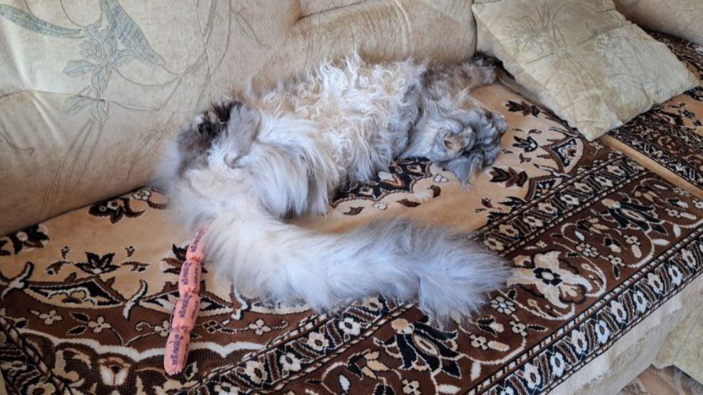 Тестирование "наркотических" сосисок