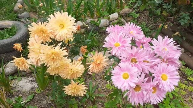 хризантемы морковная и розовая корейские