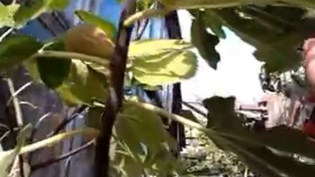 инжир далматский в Крыму