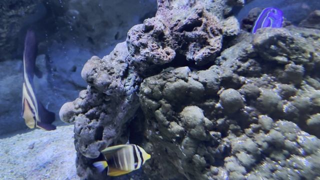 Прогулка по подводному миру Урала! 🐠 Океанариум Екатеринбурга