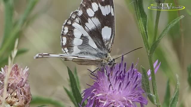 🌼🦋Wunderschöne Schachbrettfalter 🦋 (Melanargia galathea) verteidigt seine  Blüte-Schmetterlinge.