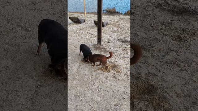 Левая сторона Везёлки 26.11.25.