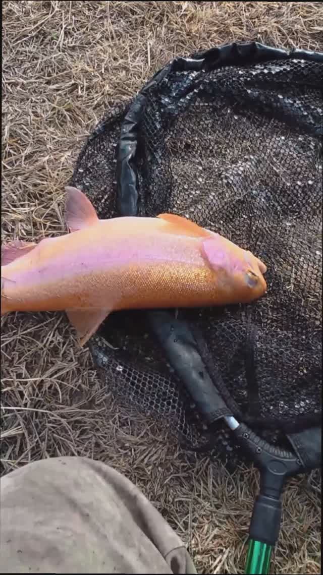 Выезд на форель, #рекомендации #2025 #top #форельнаспиннинг #форельАлматы