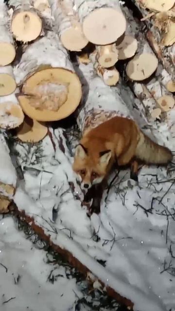 Голодная лиса.