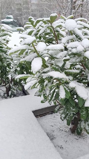 Зима пришла в Калининград