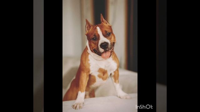 Tcenniy Prize Amstaff-2025