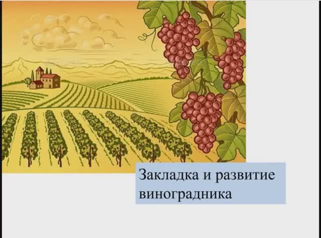 Закладка и развитие винограда