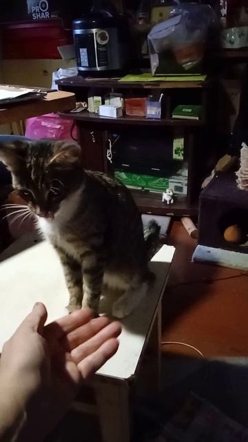 Стойка,,суслик,, -Сержик учится командам