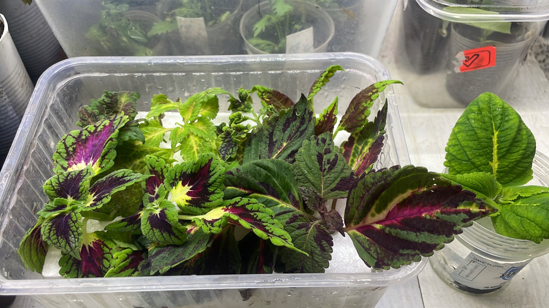 Результат укоренения Колеусов и Бегонии в воде на пенопласте. Небольшой обзор светёлки. Нужна помощь