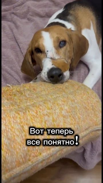 Пряник нашел рукав 26-11-2025