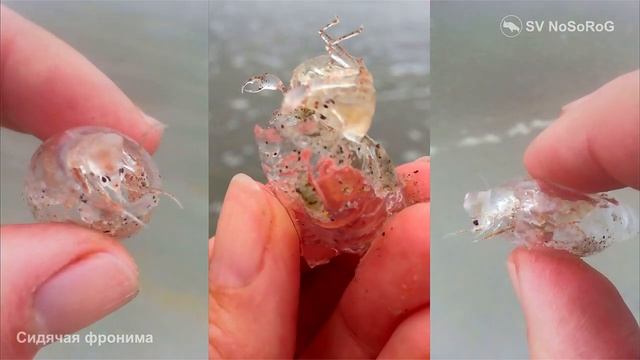 Для чего строит свой дом рачок-амфипода Сидячая фронима (Barrel shrimp) — Phronima sedentaria ?