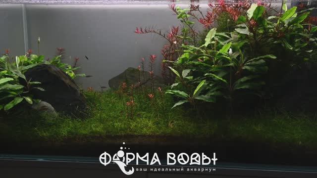 Миядзаки, Пресноводный аквариум с живыми растениями, 120 литров