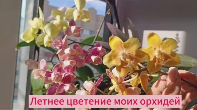 Не вышедшее видео - Летнее цветение ОрХиДеЙ в лучах СОЛНЦА ☀️ (первое домашнее цветение) #орхидеи