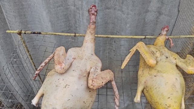 Забой гусей, уборка во дворе, сравнение уток при разном содержании.