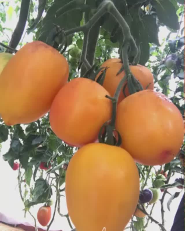 Томат Сержант Пеппер биколор сердце  т. 89229284031