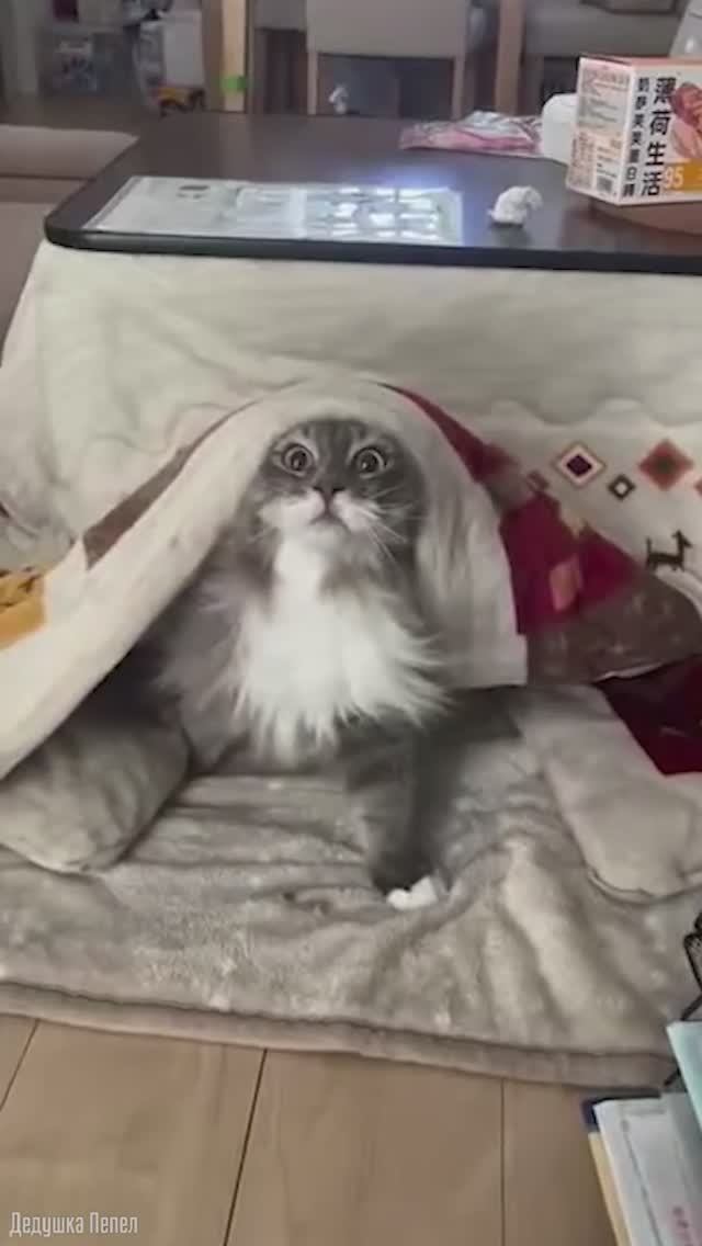 Человек: Отставить тыгыдык! Кошка: Нет! | Cute cat #кот #cat #kitty #fun #тренд #trend #shorts