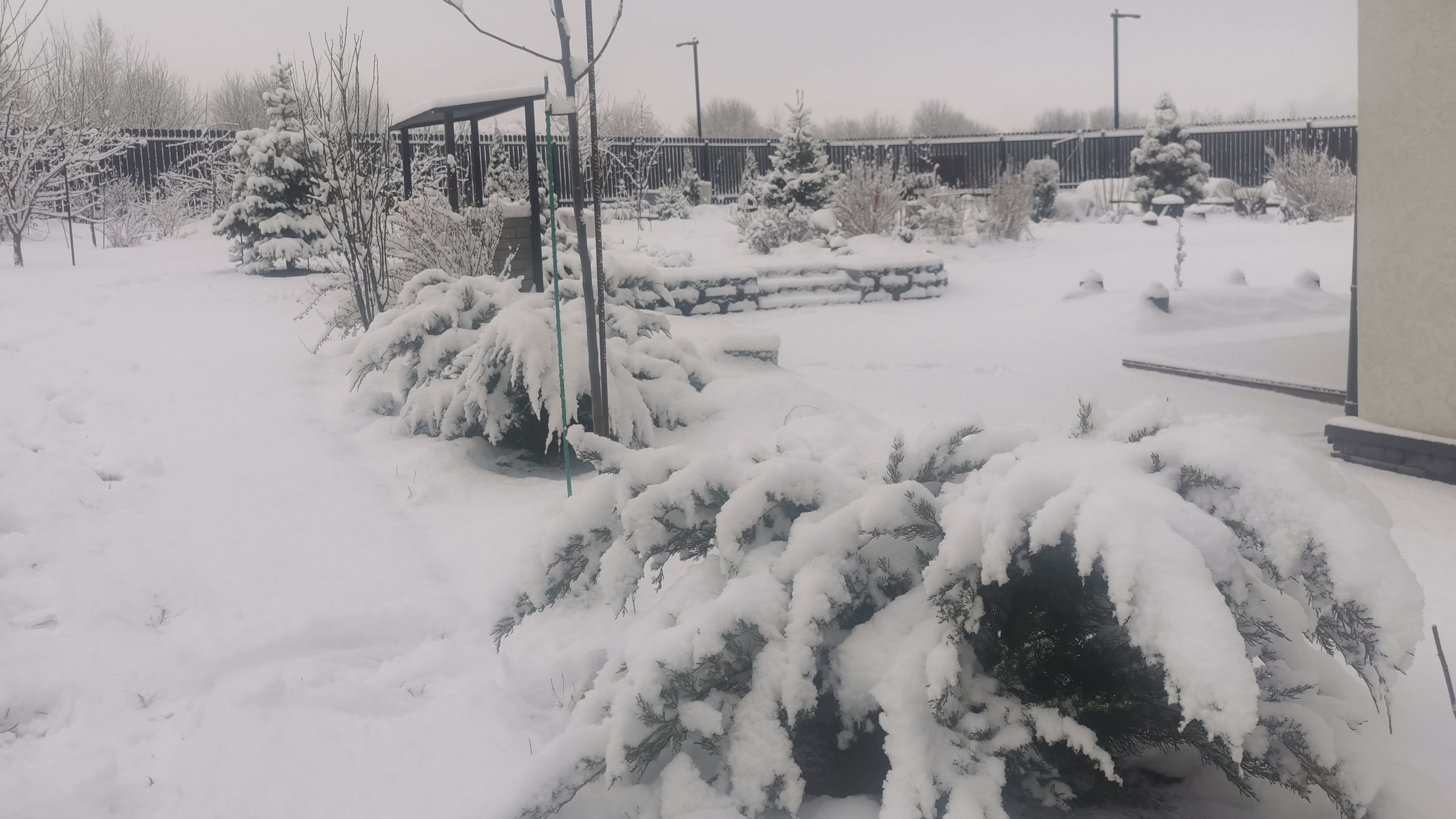 Прогулка по зимнему сказочно укрытому снегом саду. 24.11.2025 восток Ленинградской области
